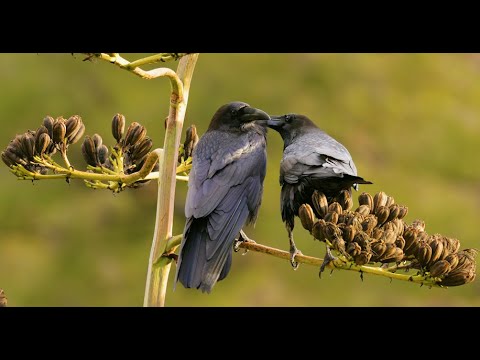 Mated pair of ravens preening each other - YouTube