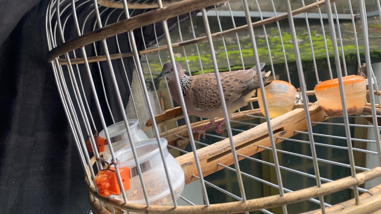 The cuckoo bird sings beautifully 🔥 Chim cu bổi nổi kích cực hay 🔥 # ...