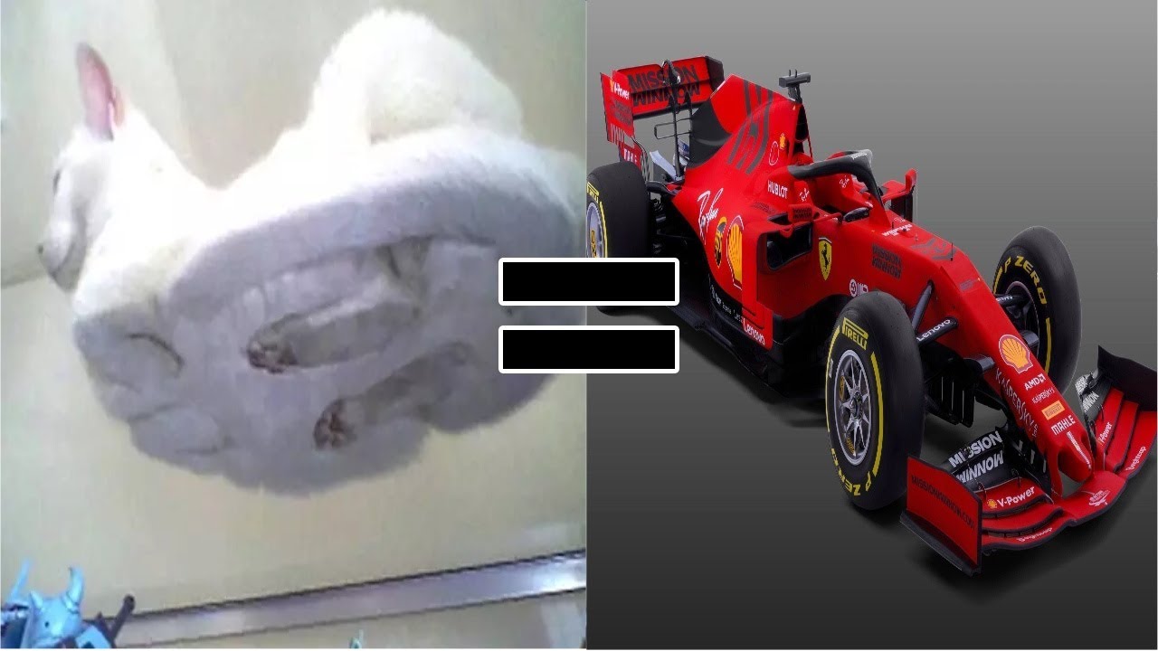 Cats that Sound like F1 cars - YouTube