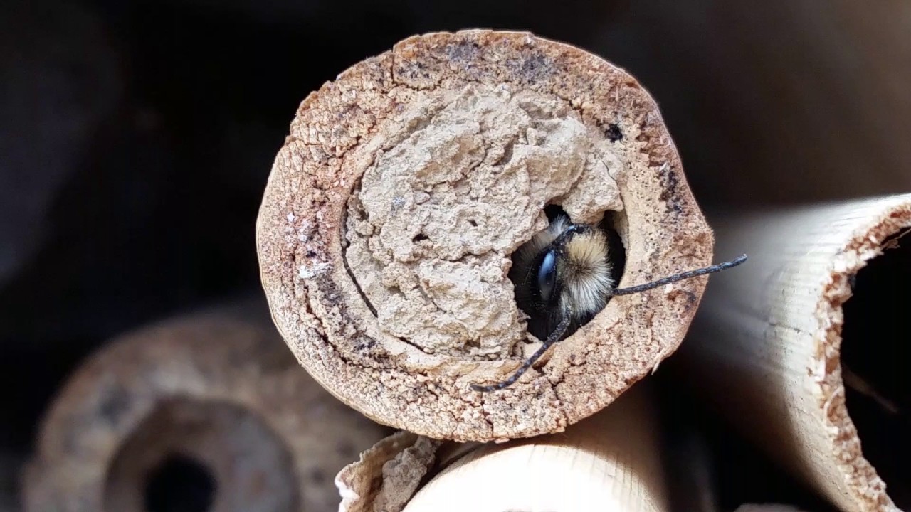Orchard Mason bee emerging - YouTube