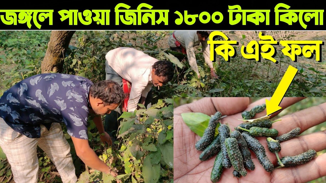 Growing organic Piper Longum (Pippali ) | Khandige Organic | #Pipul ...