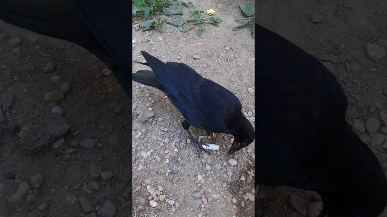 Pet crow playing - YouTube