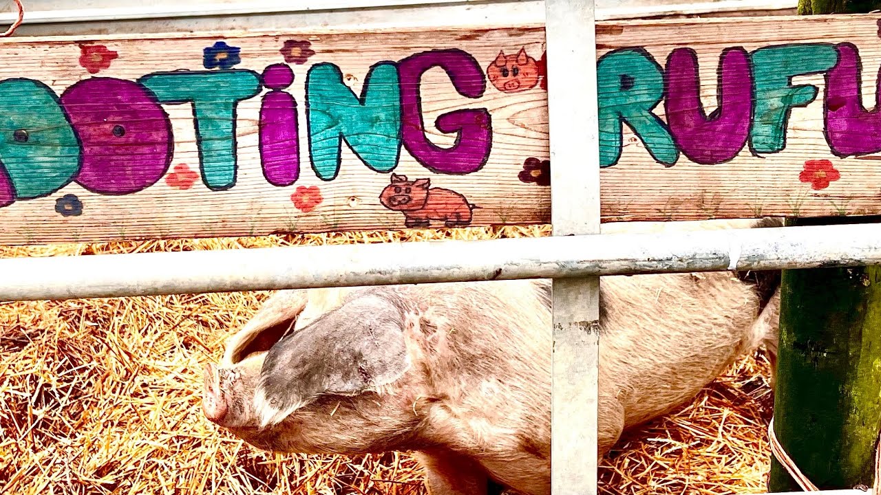 Gloucester old spot boar mates his first sow - YouTube