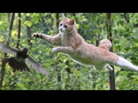 kedinin kuş avı (av videoları belgesel )