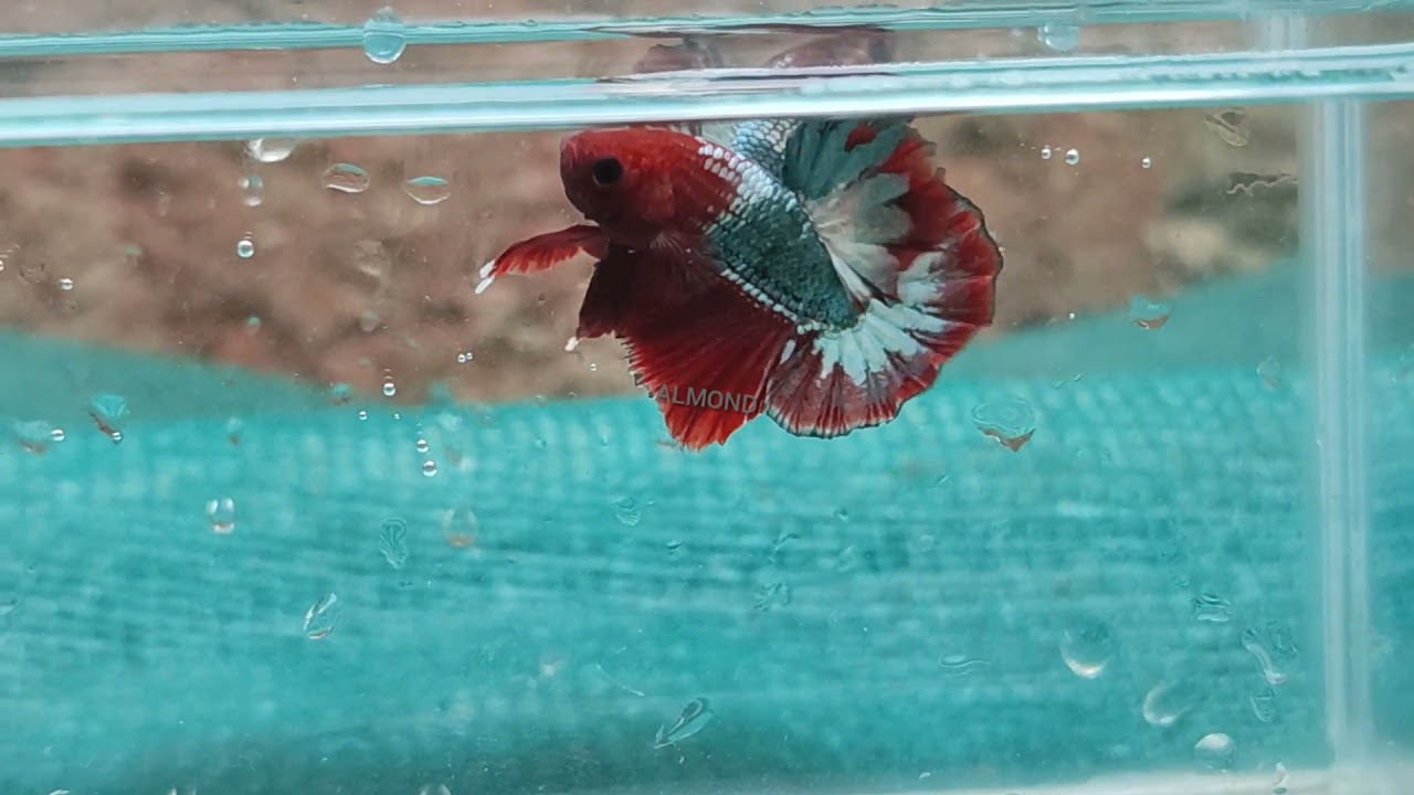 fccp betta collection - YouTube