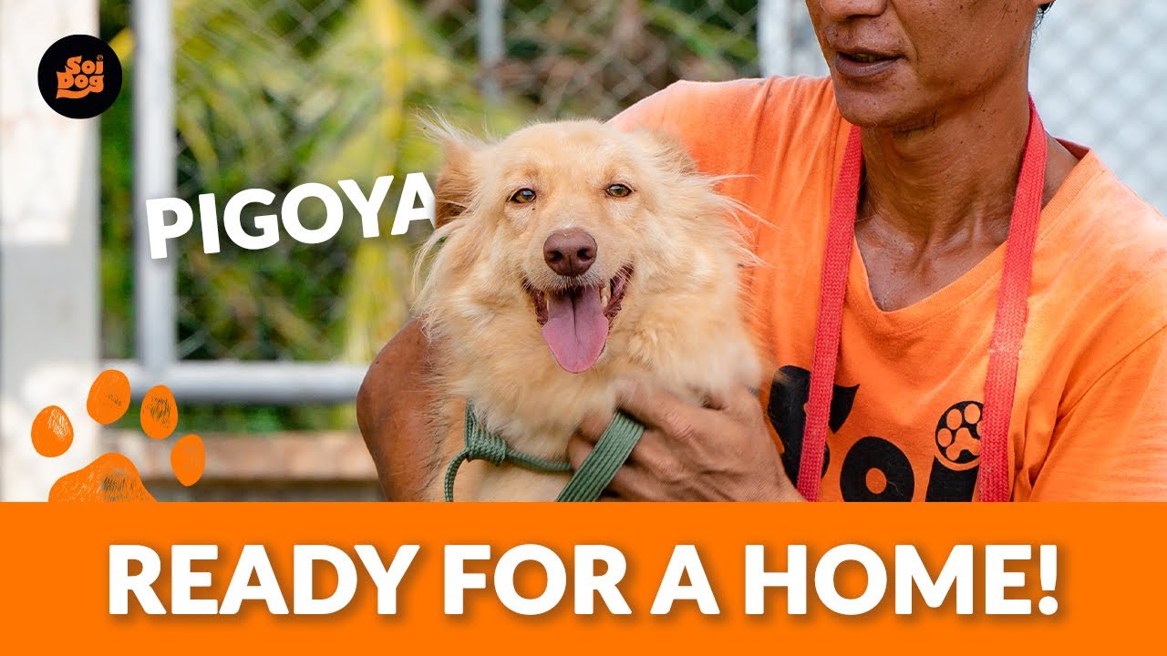 [NOW ADOPTED!] “Pigoya is a kind dog. I’d love to see her adopted and ...