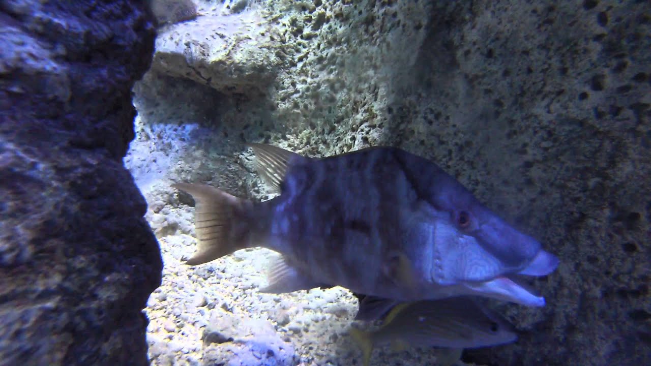 Rooster Hogfish and enjoys a mussel at Oklahoma Aquarium - YouTube