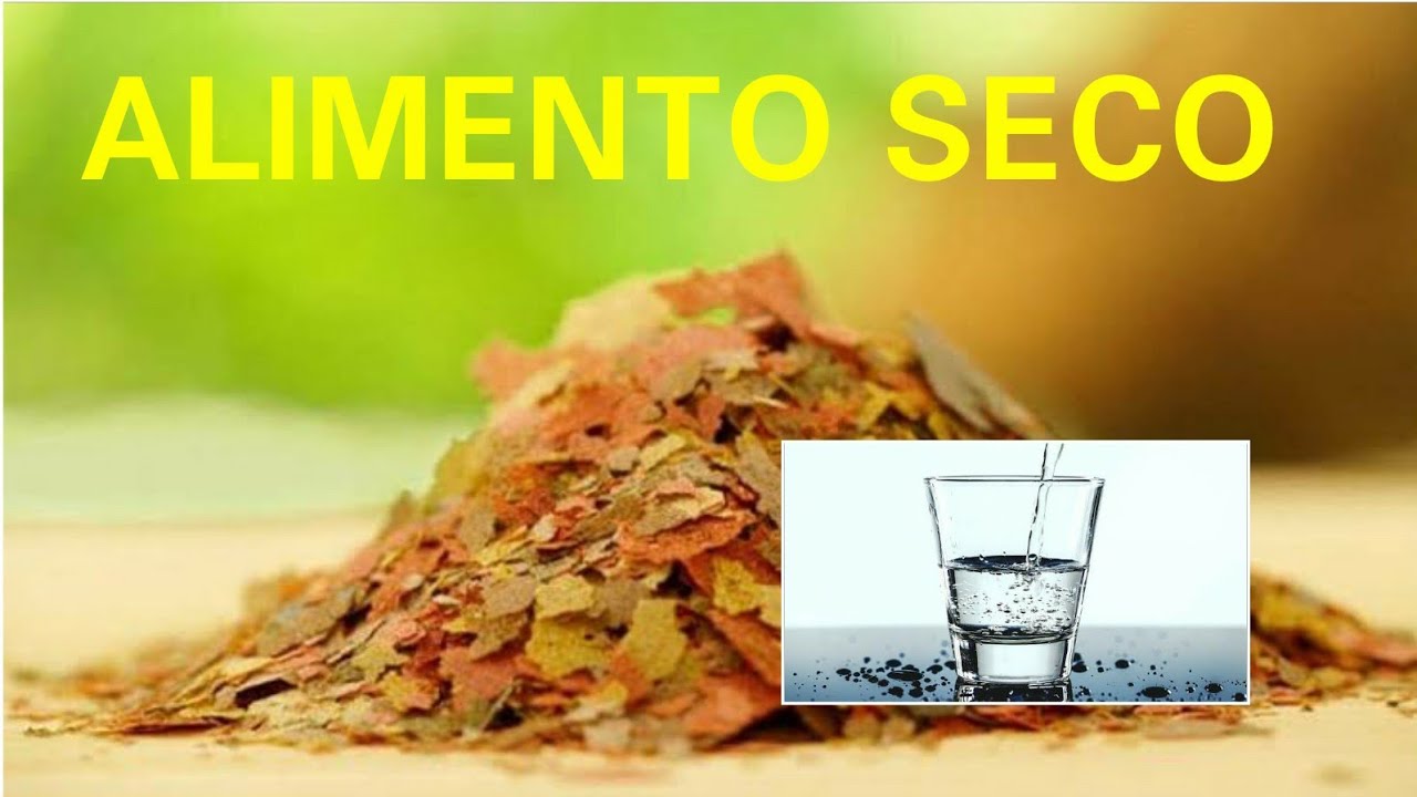¿ESTA MAL DAR ALIMENTO SECO SIN REMOJAR ANTES? - YouTube