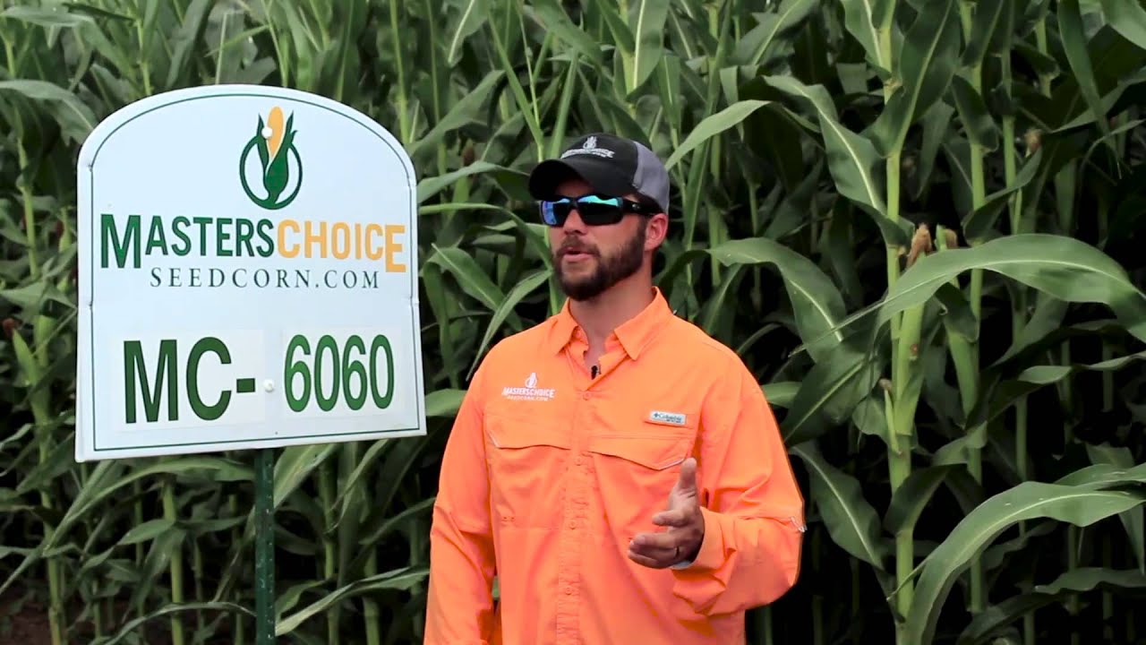 Masters Choice Hybrid MC 6060 - YouTube