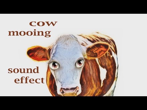 How A Cow Moo Sounds / Sound Effect / Animation - YouTube