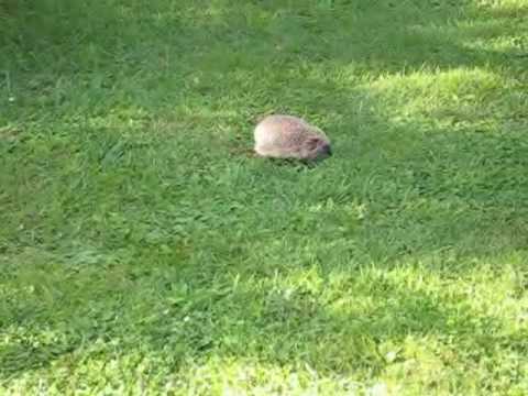 Hedgehog running around - YouTube