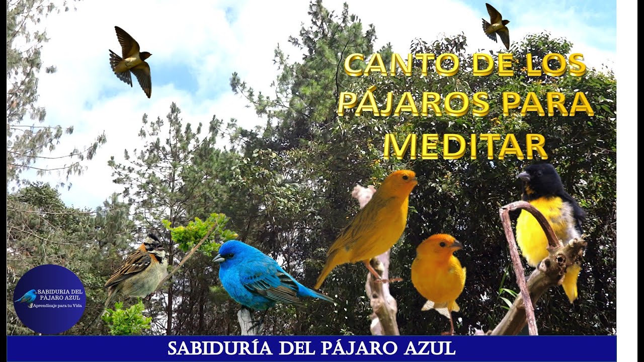 CANTO DE LOS PÁJAROS PARA MEDITAR 🧘🏼‍♂️ RELAJAR TU MENTE Y SANAR TU ...