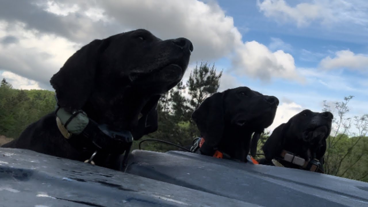 UPDATE + Treeing Bears with my Dogs! - YouTube