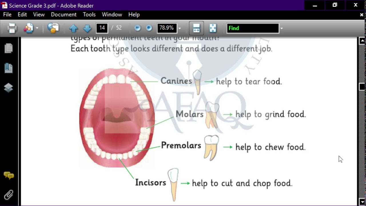 OUR TEETH - Science - Grade 3 - Unit - YouTube
