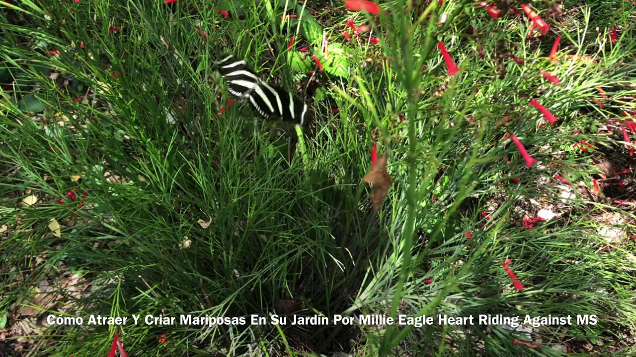 Mariposas Zebra Heliconia 🦋 Como cuidan su carpilo chrysalis - YouTube