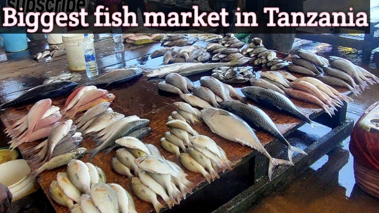 Biggest fish market in Tanzania// Ferry market //kivukoni fish market ...