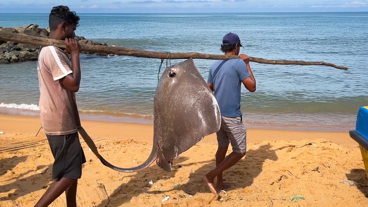 OMG! 😮 Huge 60Kg Whiptail Stingray Fish Cutting in Countryside Street ...