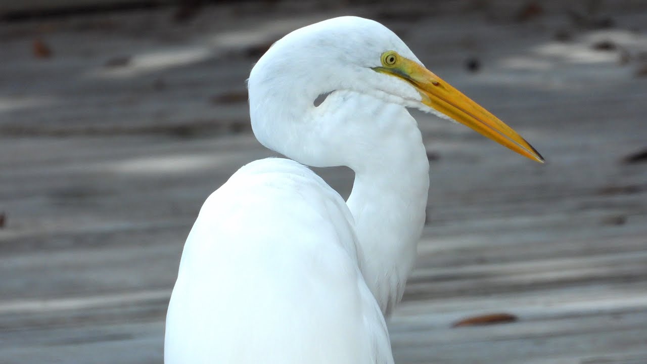 Grande aigrette / Great Egret - YouTube