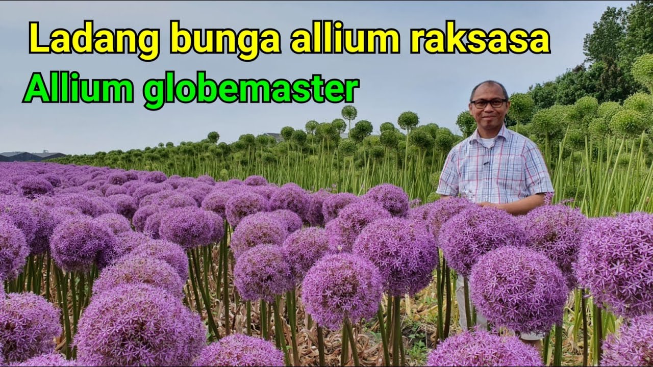 Allium globemaster , kebun bunga allium raksasa || @kebunomwahyu6787 ...