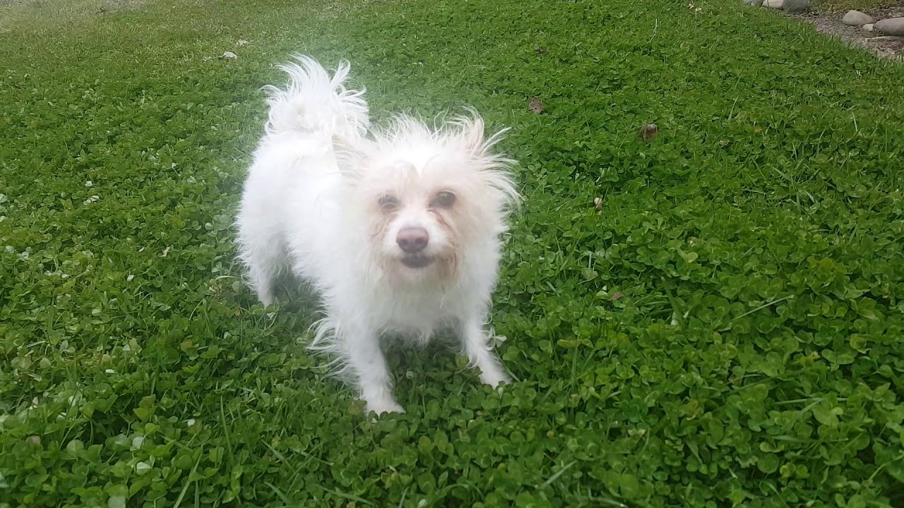 My cousins neighbor dog, Zeek: A mini Sonic - YouTube
