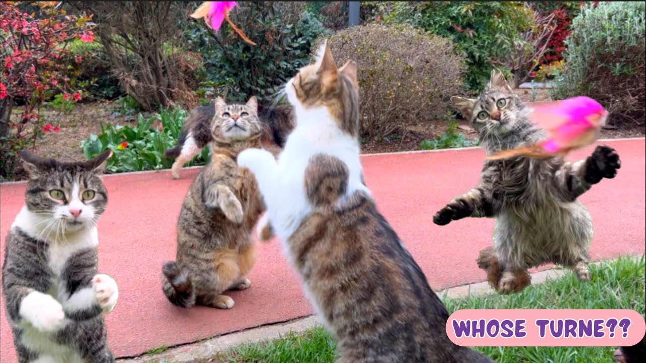Whose Turn Is It? Fun and Fights! Stray Cats Playtime |4K - YouTube