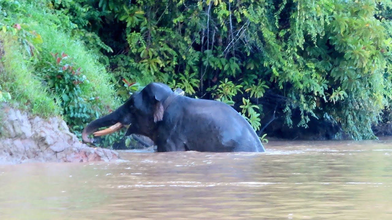 ELEPHANT SNORKELS ACROSS RIVER IN MALAYSIA *INCREDIBLE* - YouTube