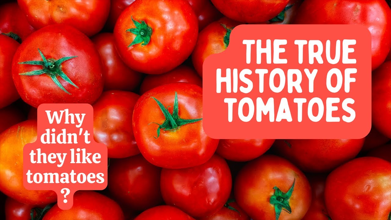 History of Tomatoes: From Ignorable Fruit to Global Favorite! - YouTube