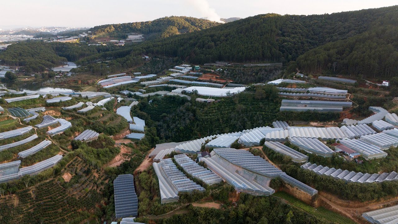 Dalat - Coffee Workshop at Son Pacamara Farm - YouTube