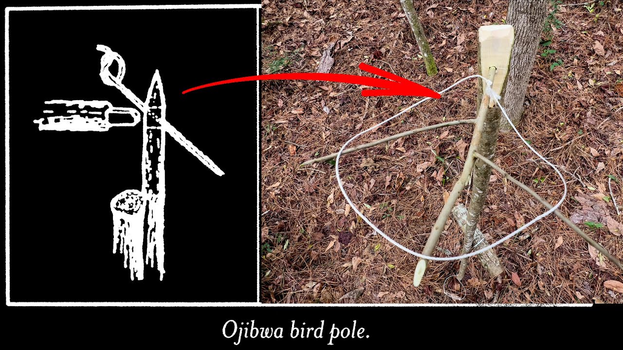 Making an Ojibwa Bird Snare - YouTube