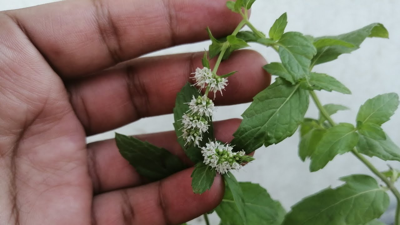 Mint Pudina Flowers. How To Grow Mint Plants Perfectly in All Season ...