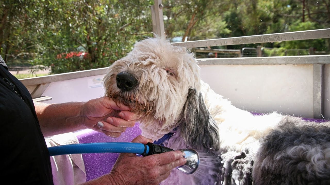 House Training Cats & Rabbits: Tips & Tricks! - YouTube