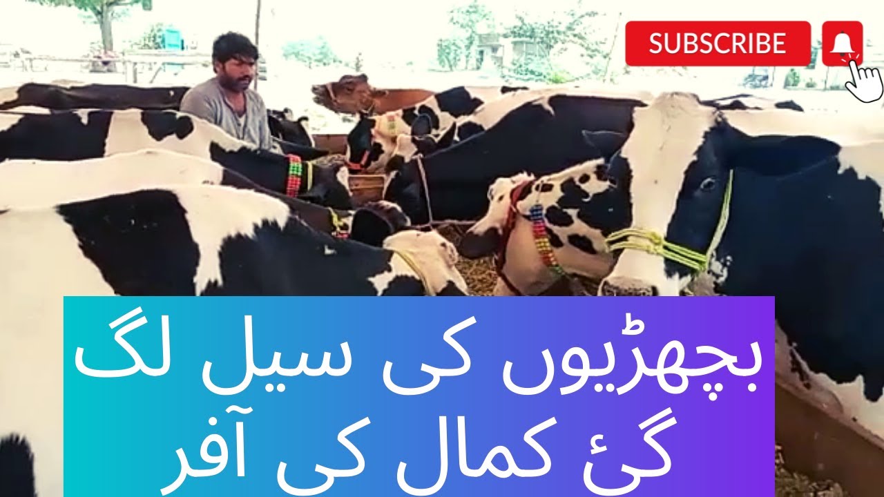 HF heifers for sale in Rajana Pakistan | cow mandi update 2022| HF ...