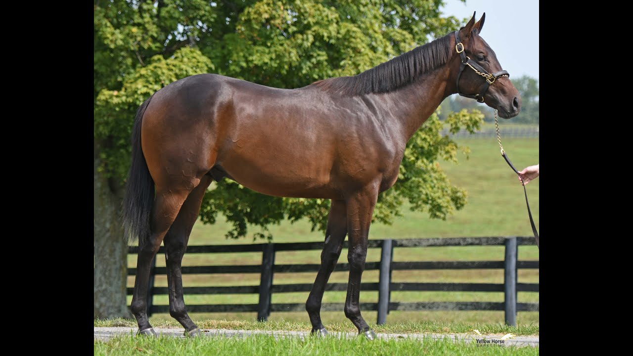 FOR SALE: Ontario-bred Thoroughbred Colt by CONNECT - YouTube