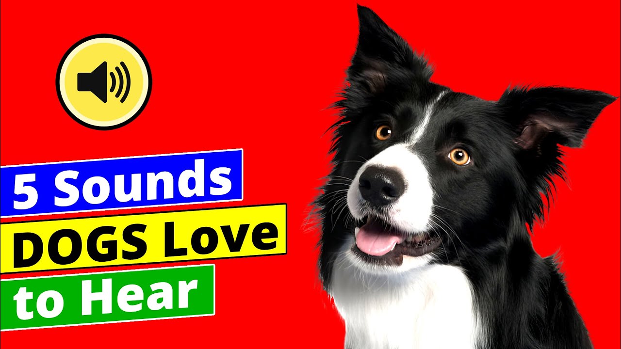 5 Sounds that Dogs LOVE and LIKE to Hear All Time - YouTube