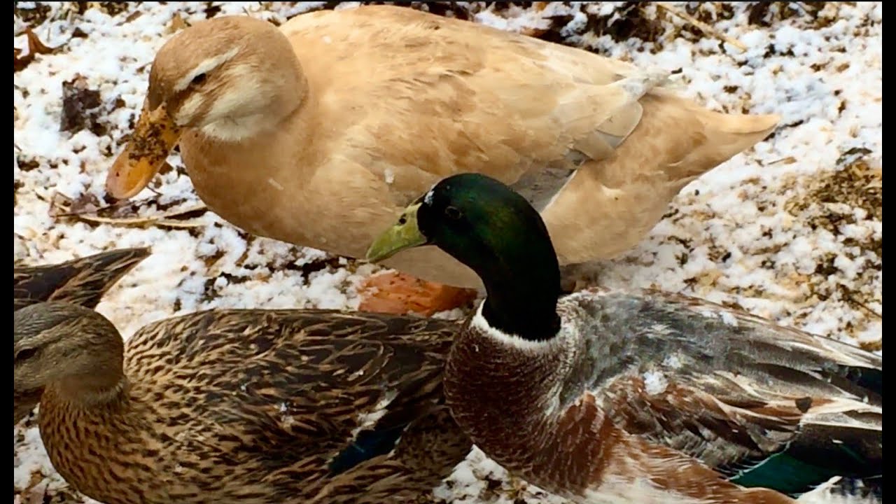 Dutch Hookbill and Saxony Ducks in a Spring Snowstorm - YouTube