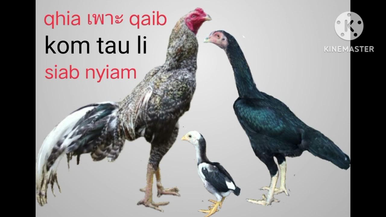 qhia เพาะ kom tau qaib keej thiab ntaus zoo li kj siab nyiam - YouTube