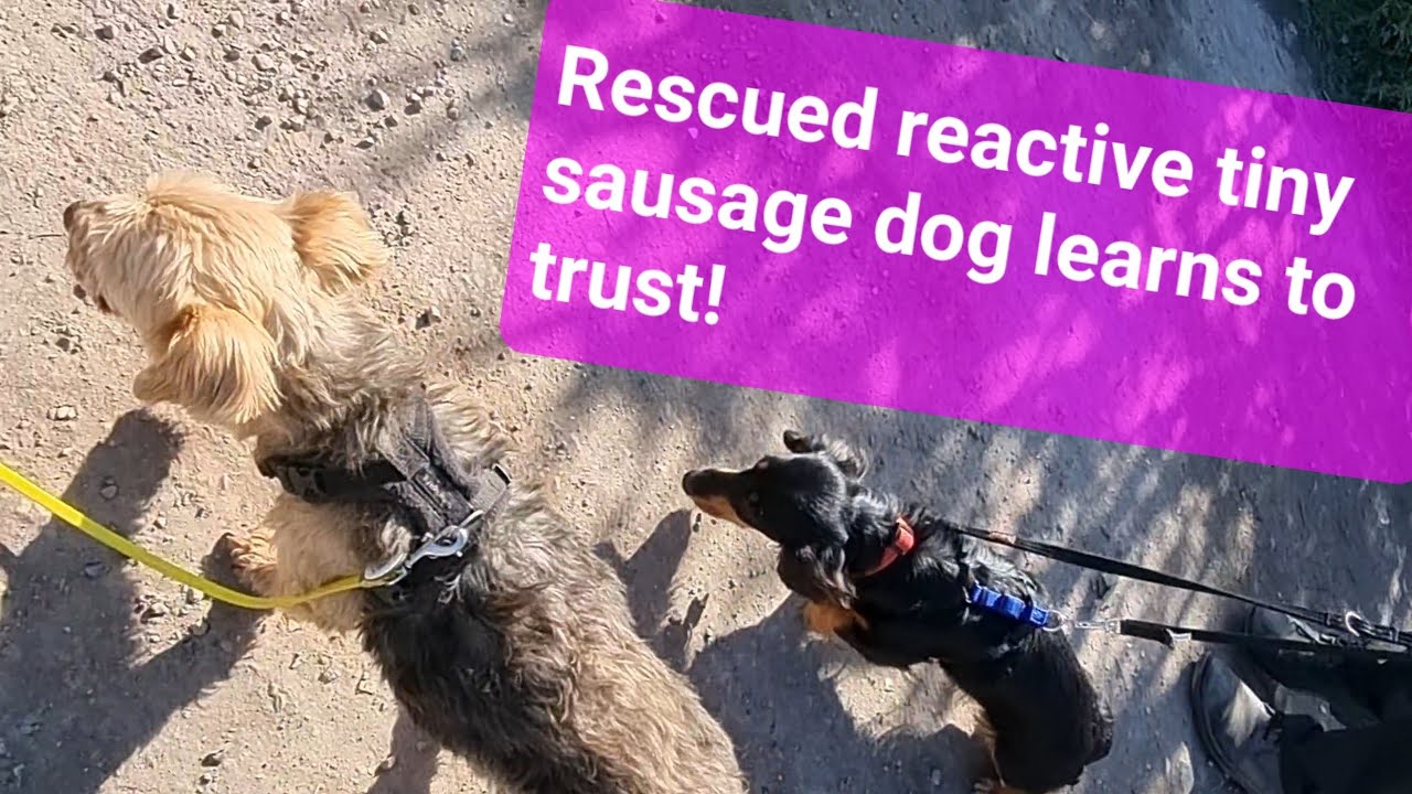 Rescued reactive tiny sausage dog learns to trust - YouTube