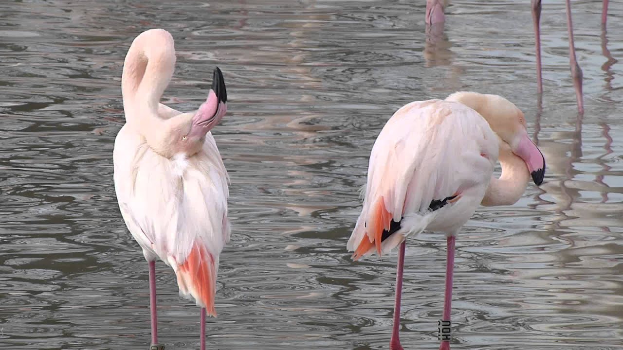 Greater flamingo preening - YouTube
