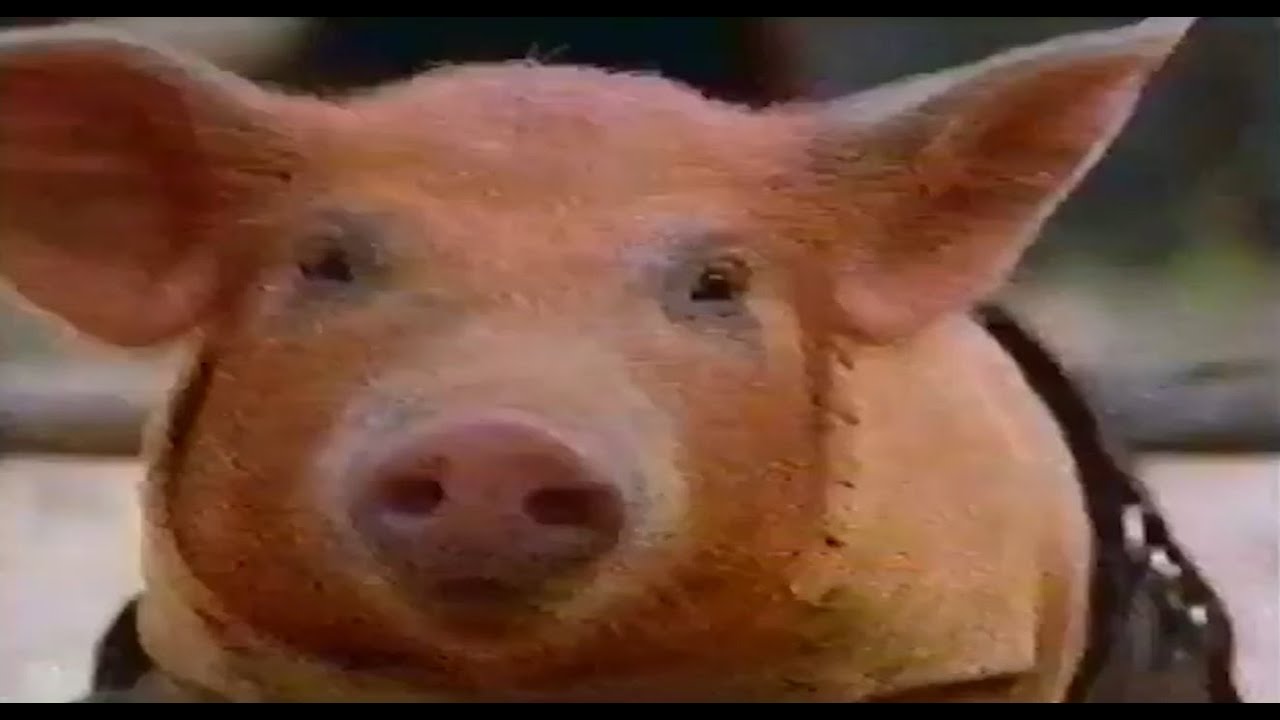 Hercules: The Legendary Journeys "Porkules" Promo - YouTube