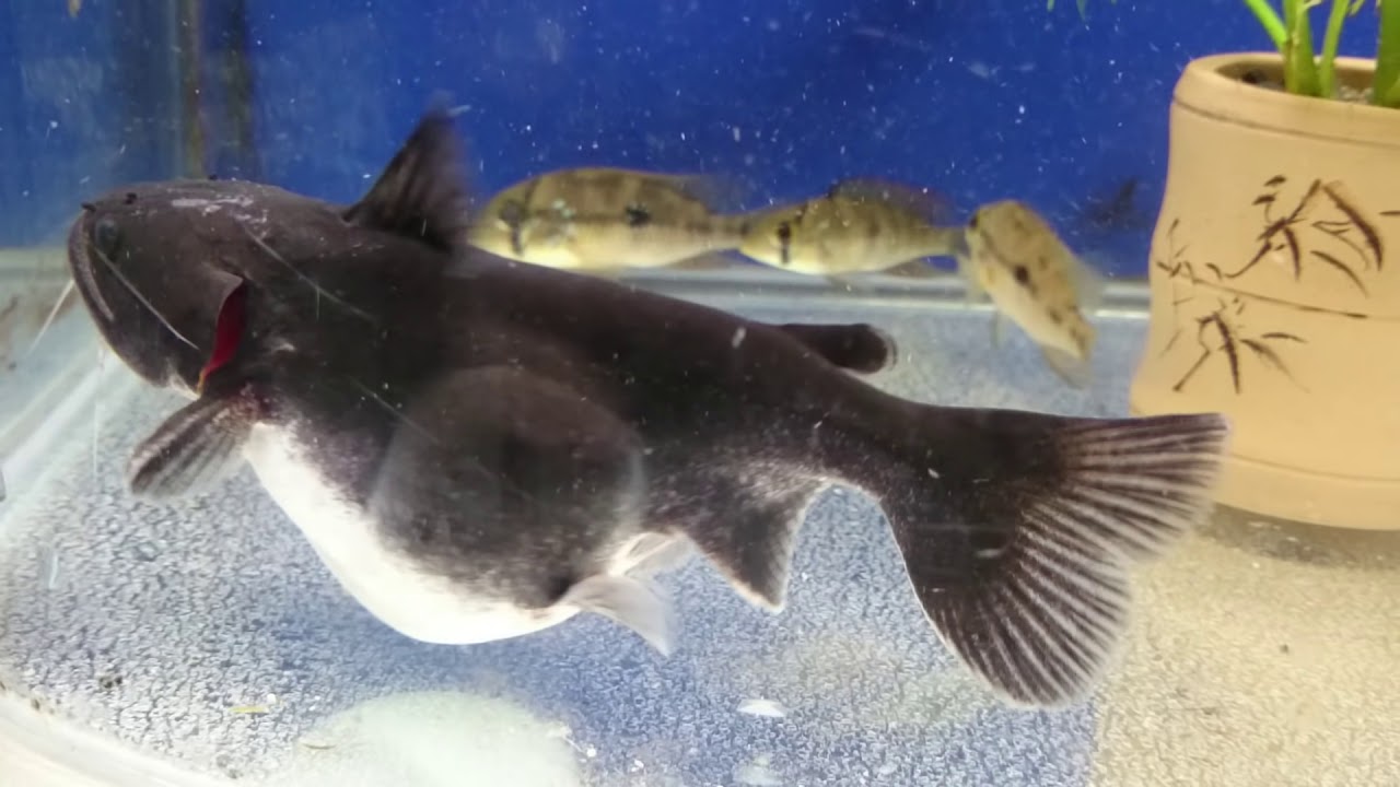 Asterophysus Batrachus ~ swallow 2 - YouTube