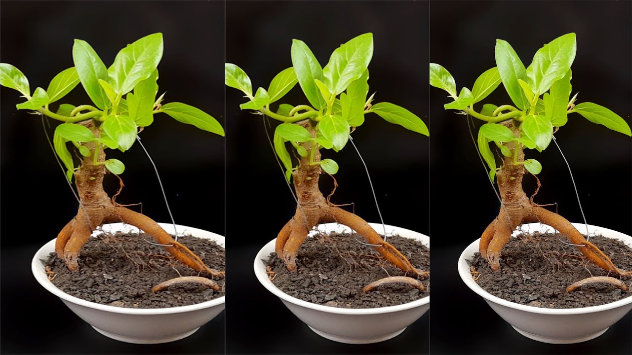 Bonsai Making From Branch Cutting | Propagate Bonsai tree using ...