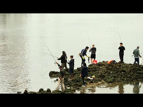 Pinks, the smallest of the five species of Pacific salmon, return to ...