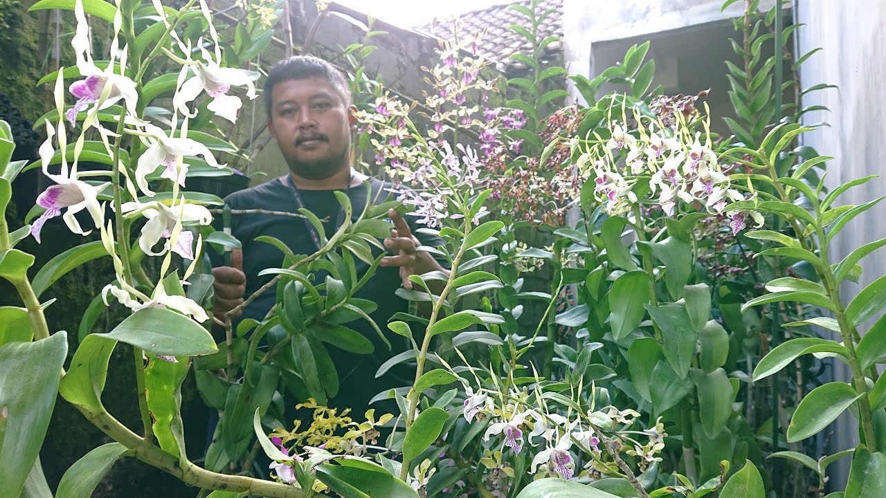 Anggrek Papua, anggrek cabutan hutan, anggrek besi , bibit spesies ...
