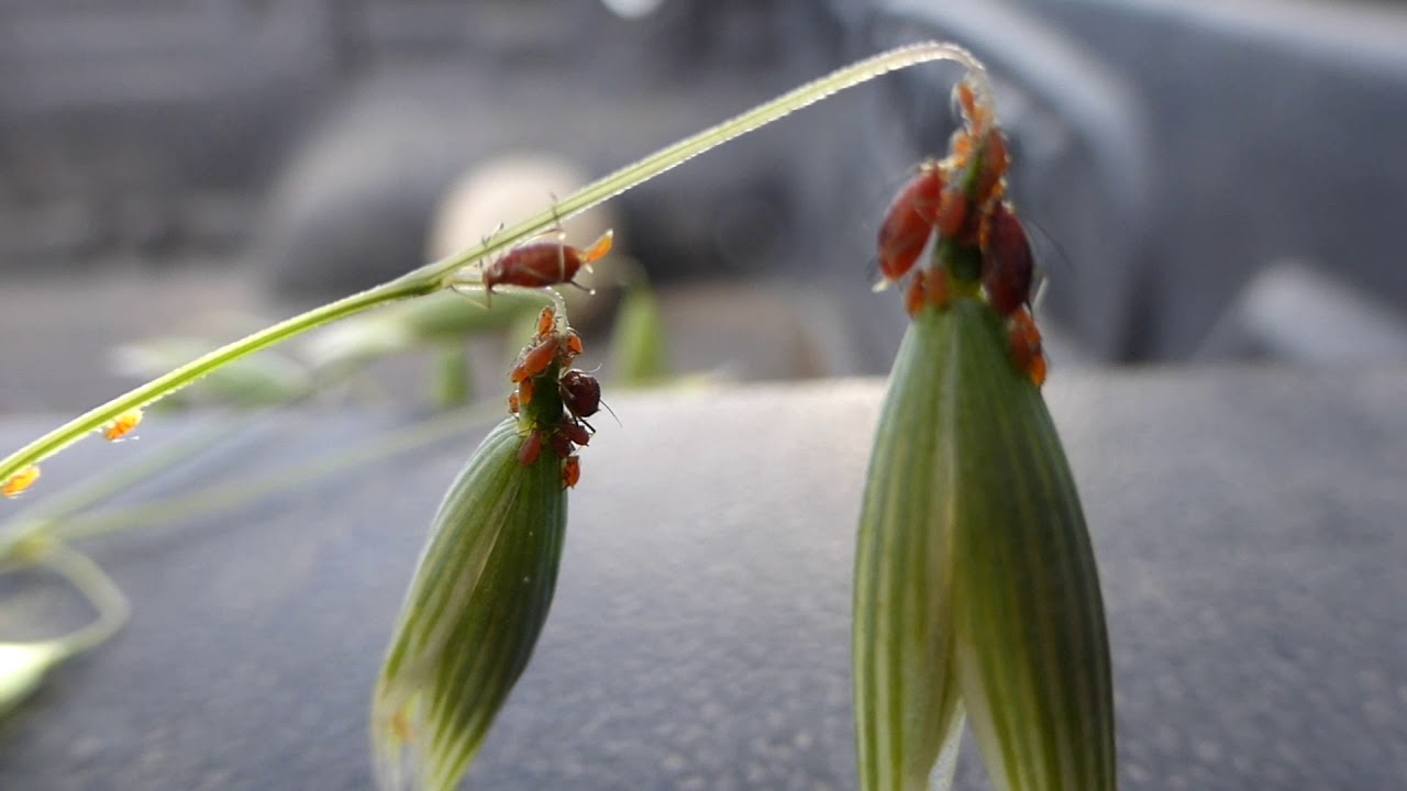 REPRODUCCION EN AFIDOS - YouTube