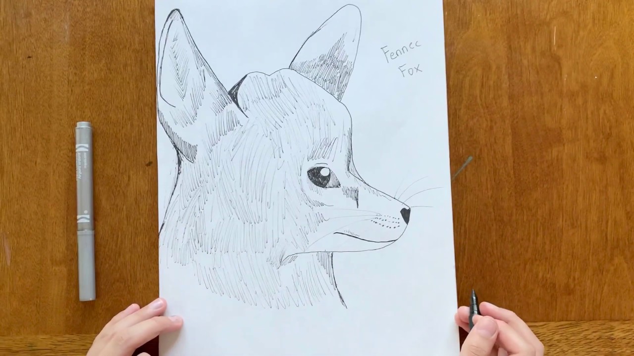 How to draw a Fennec fox. - YouTube