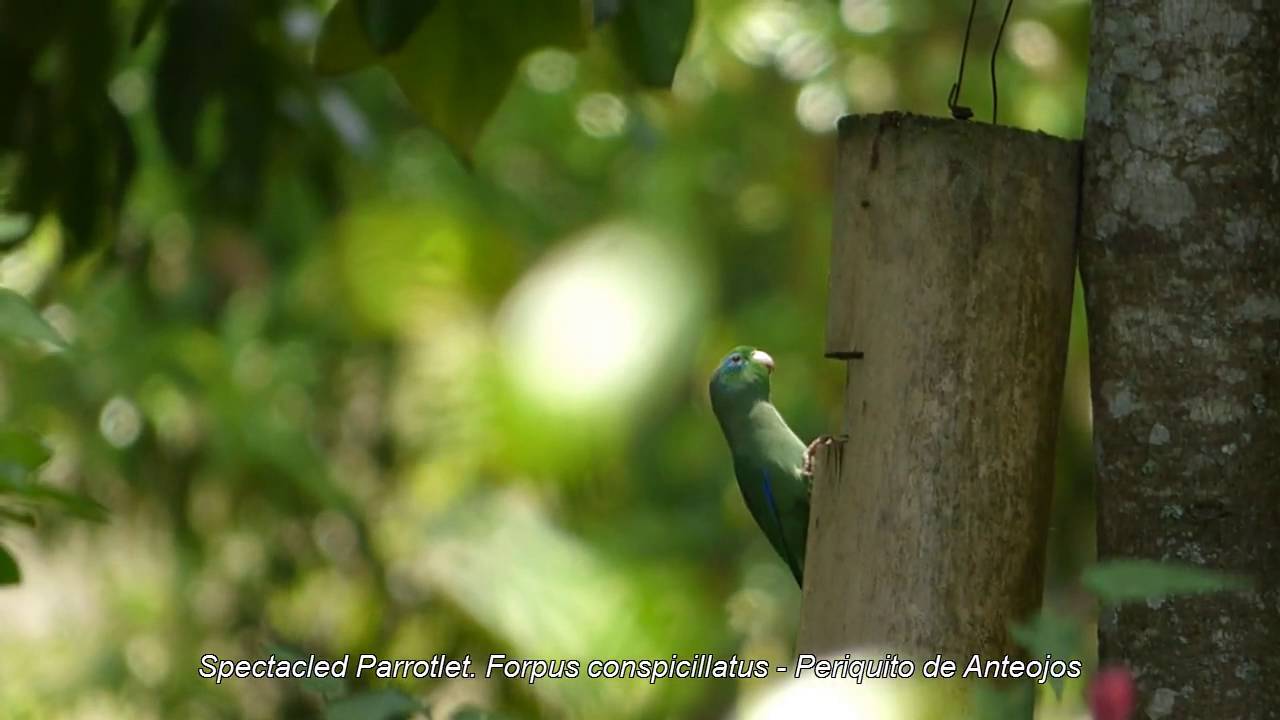 Spectacled Parrotlet. Forpus conspicillatus - Periquito de Anteojos ...