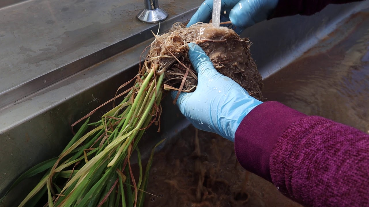 Correct way to wash soil from a root system - YouTube