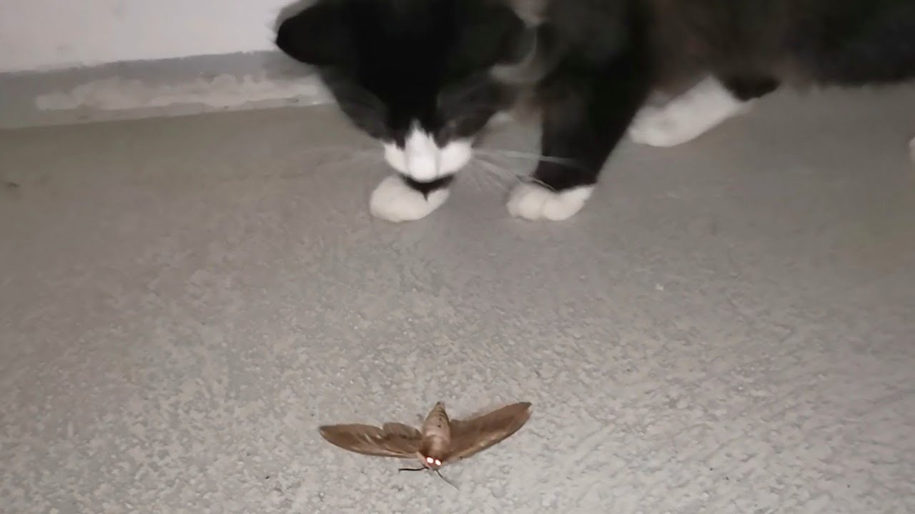 Norwegian Forest Cat: Midnight games "Indoor Hunting" - YouTube