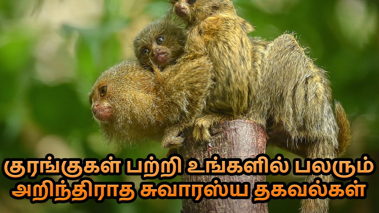 குரங்குகள் பற்றி உங்களில் பலரும் அறிந்திராத சுவாரஸ்ய தகவல்கள் | Monkey ...