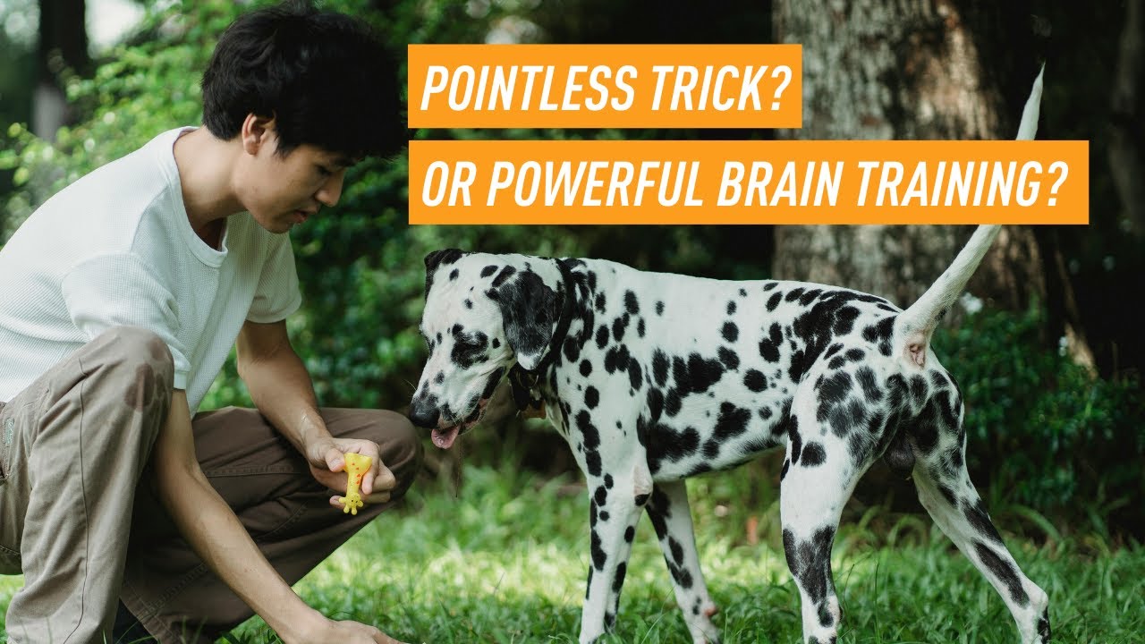 Why I Teach Dogs ‘Useless’ Tricks (And You Should Too) - YouTube